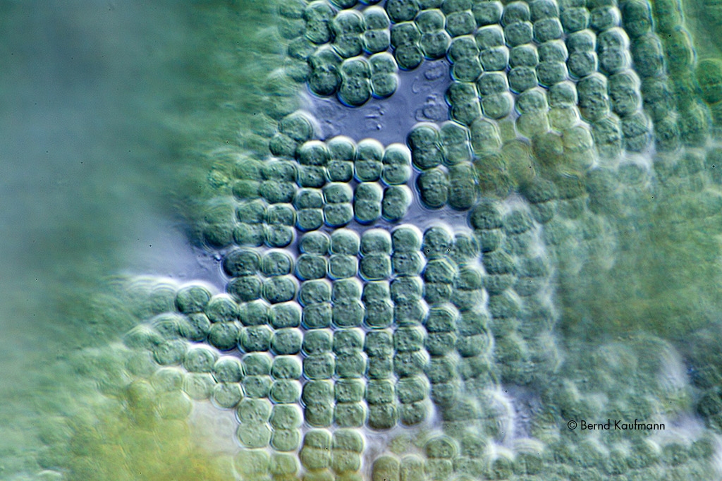 Cyanobakterien: Merismopedia?