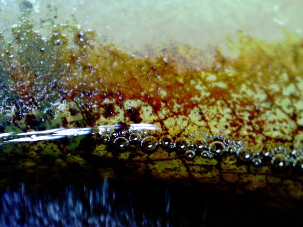 Digimicro Mobile - mobiles digitales Mikroskopieren