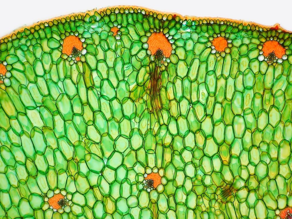 Botanik: Blatt der Igel-Agave (Agave stricta)