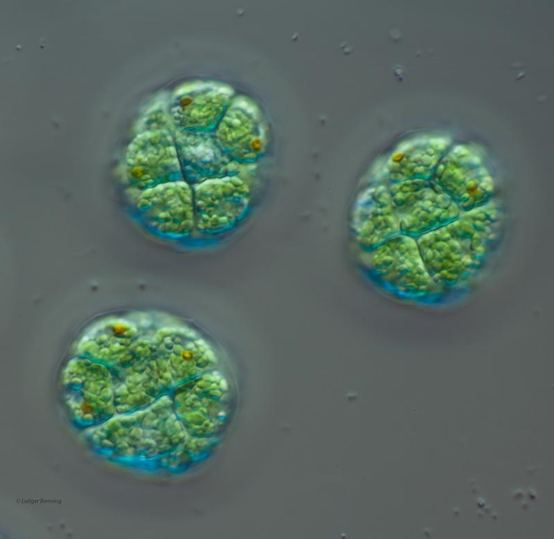 Grünalge aber welche