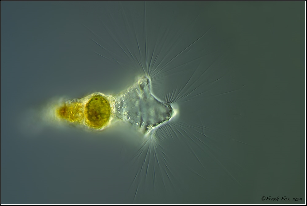 Rädertierchen, Ruderfusskrebs und Blattfusskrebs