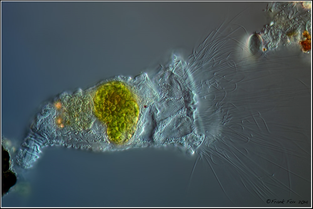 Rädertierchen, Ruderfusskrebs und Blattfusskrebs