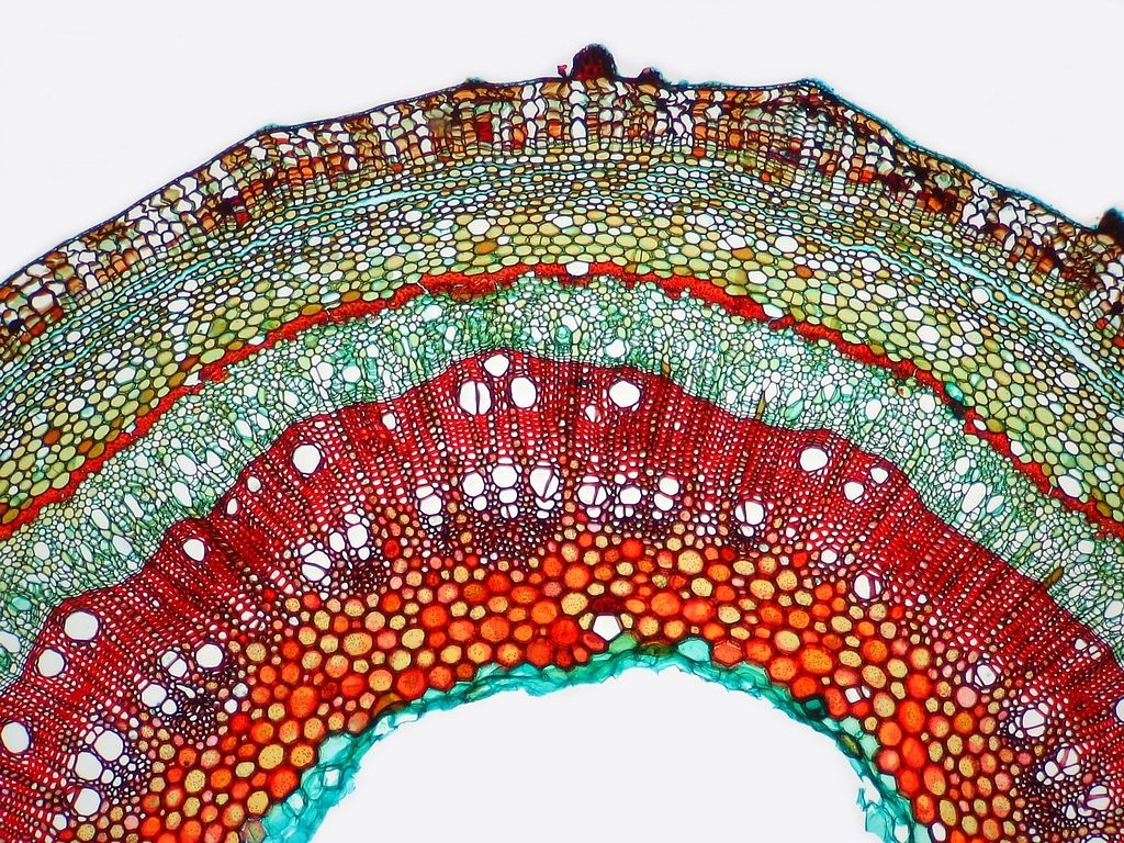 Botanik: Der Kiwi auf den Spross geschaut - Actinidia deliciosa - neue ...