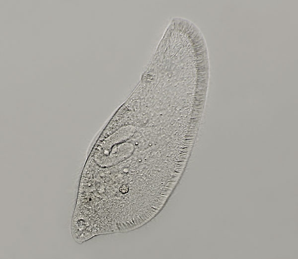 Ciliat --> Bryophyllum sp.