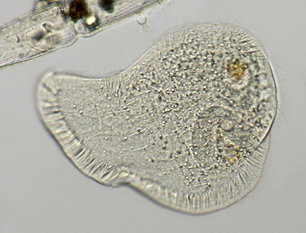 Ciliat --> Bryophyllum sp.