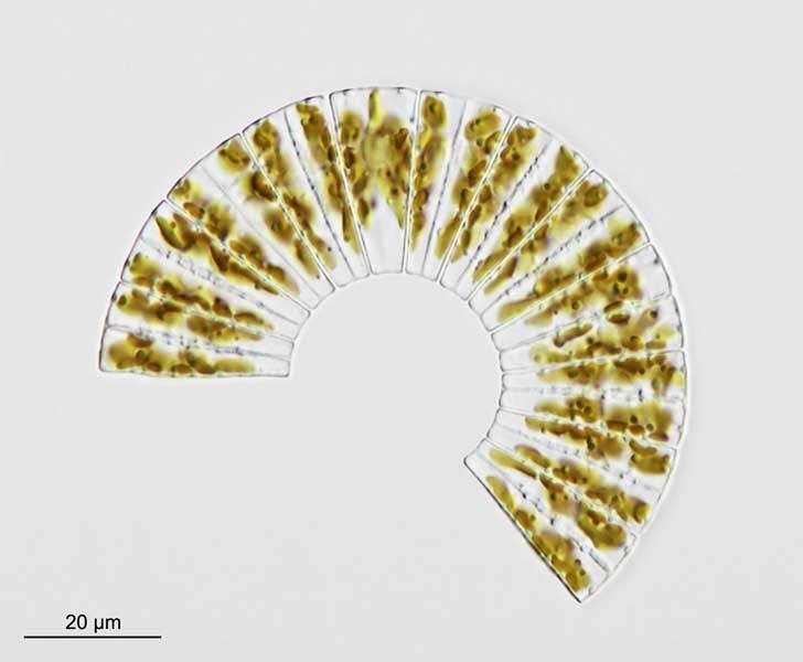 Kieselalgen - Meridion circulare