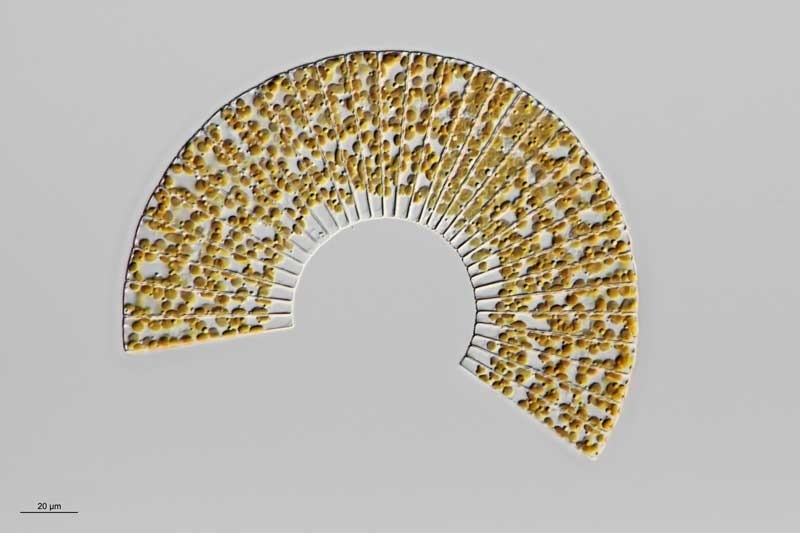 Kieselalgen - Meridion circulare