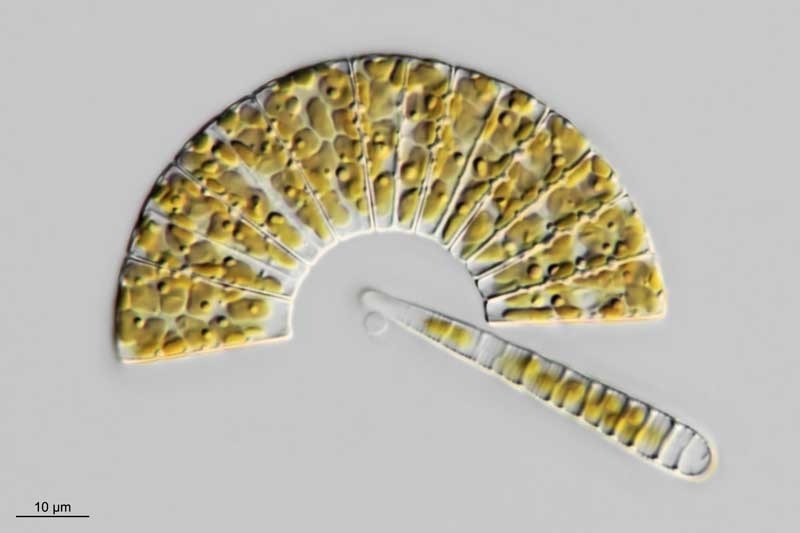 Kieselalgen - Meridion circulare
