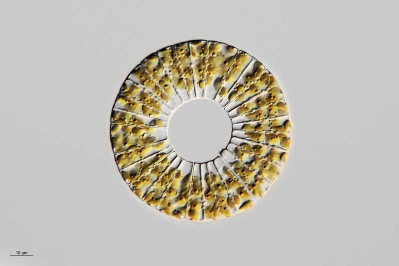 Kieselalgen - Meridion circulare