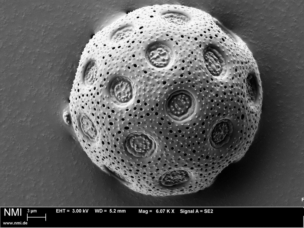 Kuckucks Lichtnelke Pollen im REM