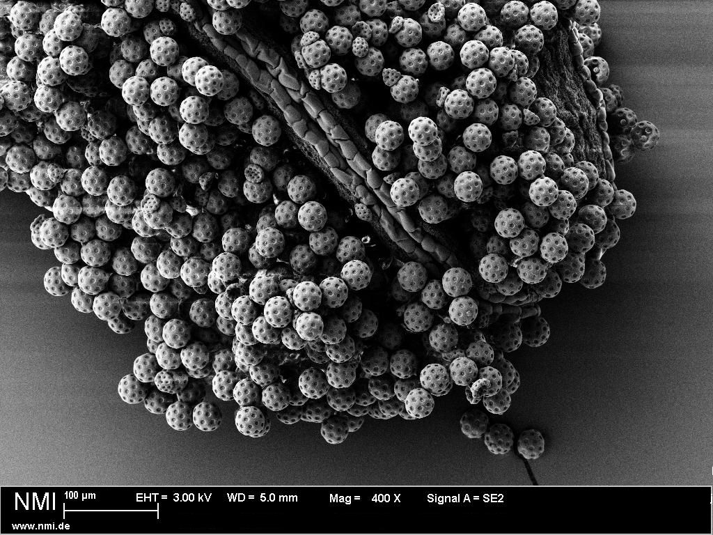 Kuckucks Lichtnelke Pollen im REM
