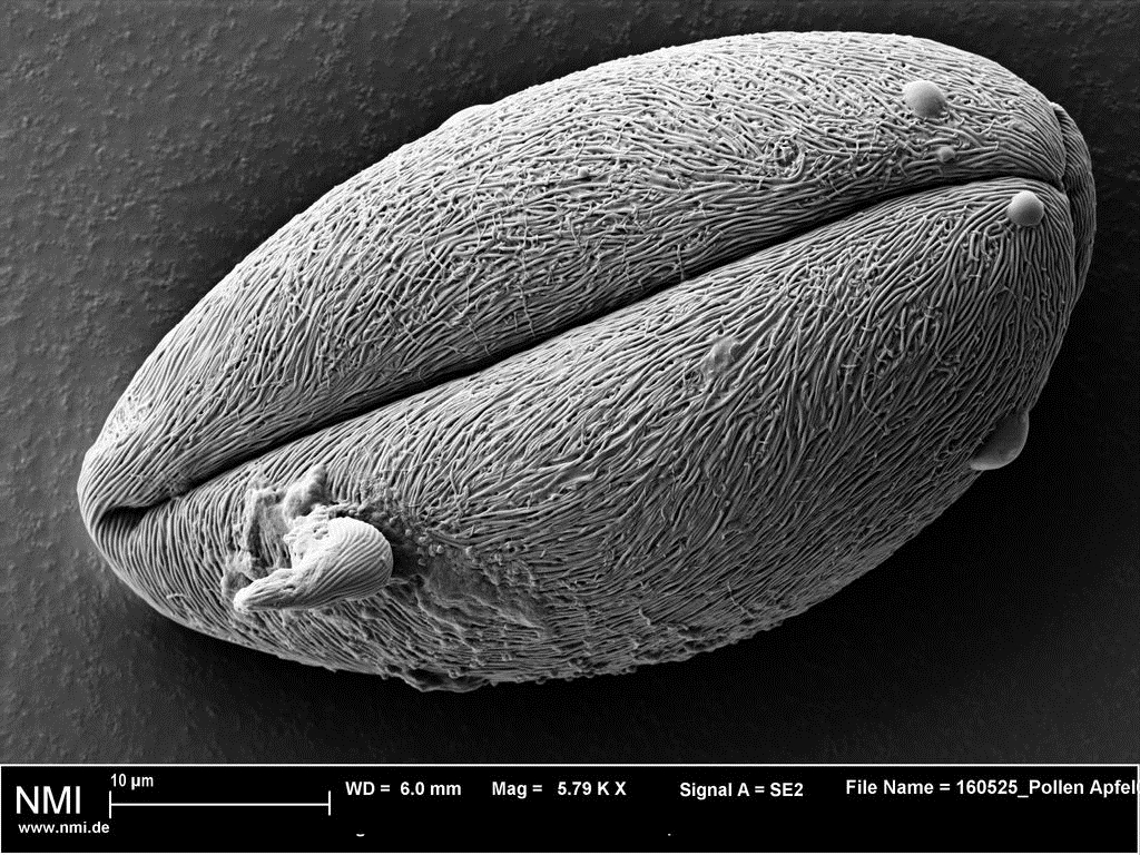 Pollen, Apfel und Hibiskus, Lichtmikroskop und REM