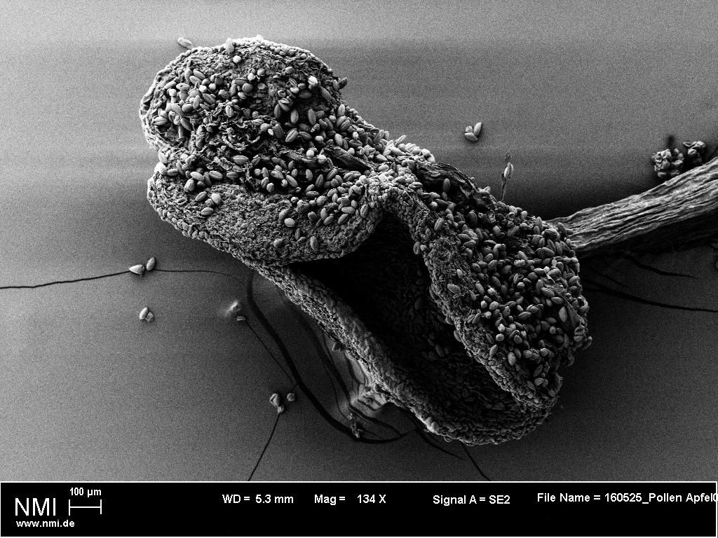Pollen, Apfel und Hibiskus, Lichtmikroskop und REM