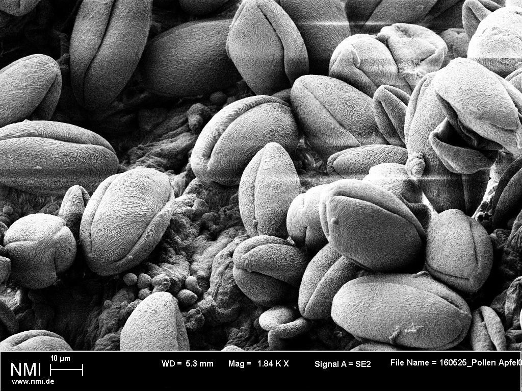 Pollen, Apfel und Hibiskus, Lichtmikroskop und REM