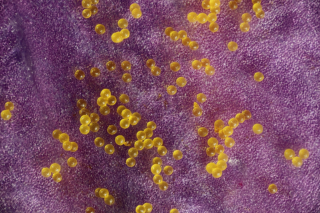 Pollen, Apfel und Hibiskus, Lichtmikroskop und REM