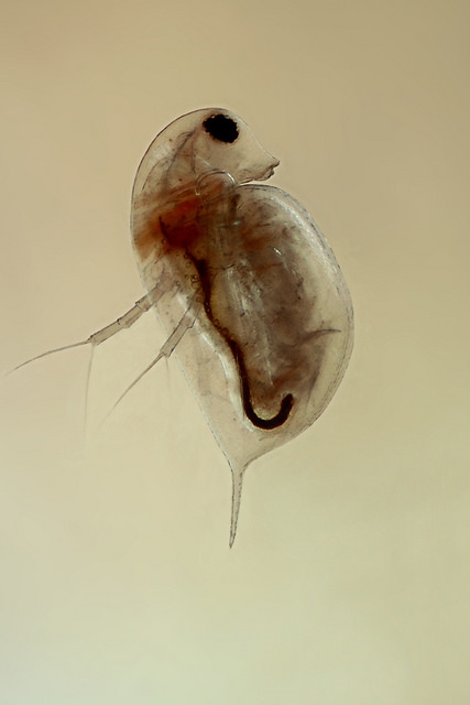 Daphnien im Hellfeld