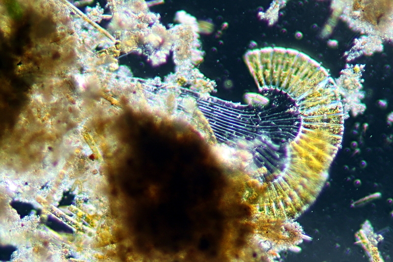 Meridion circulare (?) aus dem Main