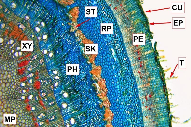 Botanik: Geweihbaum (Gymnocladus dioicus); syn. Gymnocladus canadensis