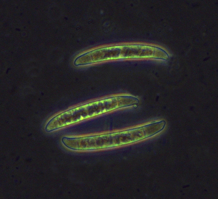 sporen, algen oder was? -geklärt-