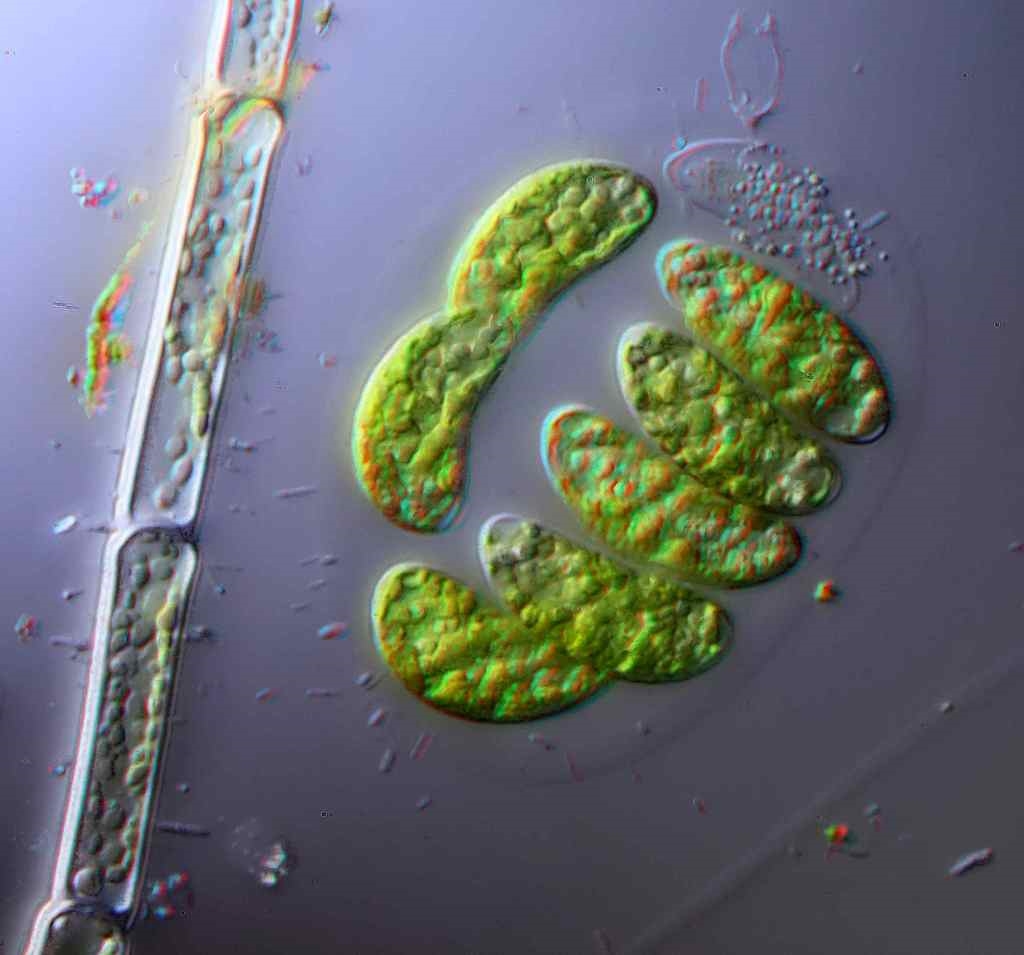 Ein paar Tümpelfotos - mit 3D