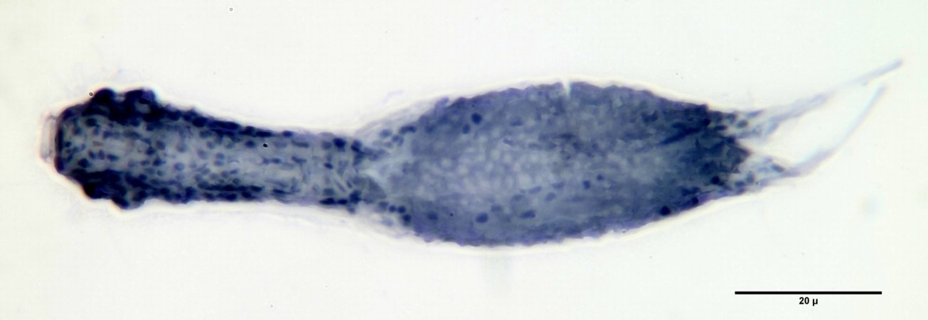 Gefärbte Dauerpräparate des Bauchhärlings Lepidodermella Squamata