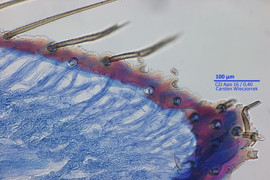 Palpus einer Drassodes