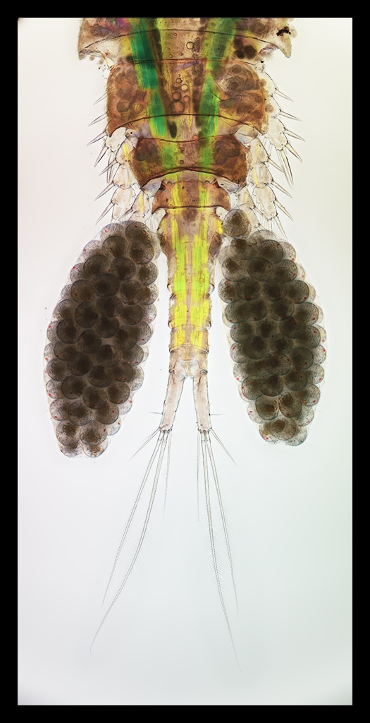 Cyclopoida mit unterschiedlichen Beleuchtungen