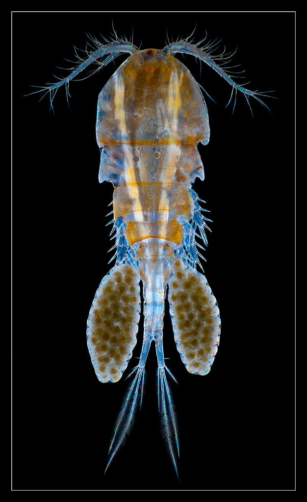 Cyclopoida mit unterschiedlichen Beleuchtungen