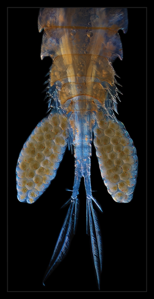 Cyclopoida mit unterschiedlichen Beleuchtungen