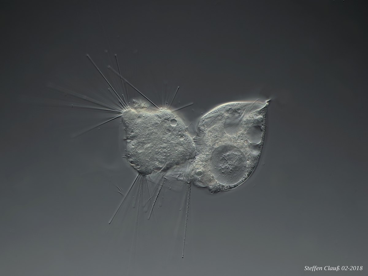 Trichophrya astaci - ein Sauginfusor