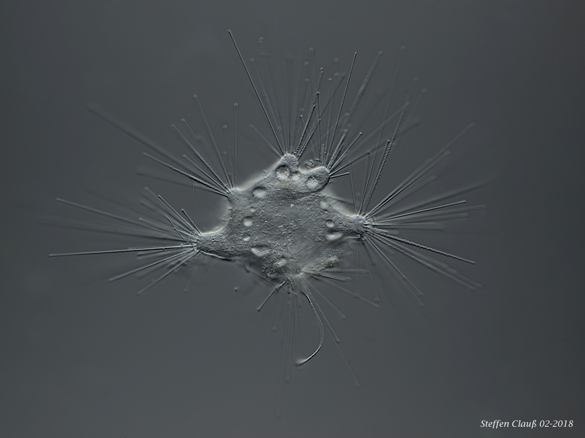 Trichophrya astaci - ein Sauginfusor