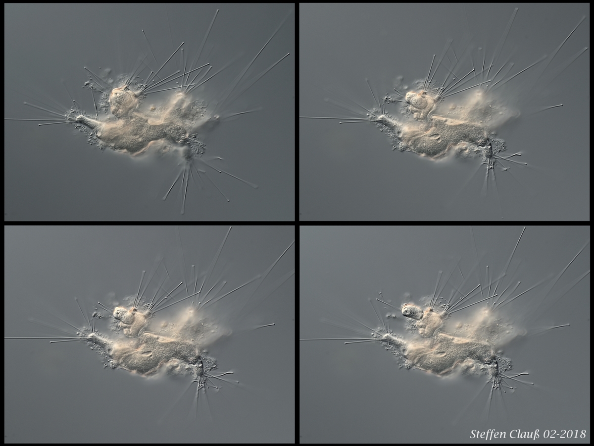 Trichophrya astaci - ein Sauginfusor