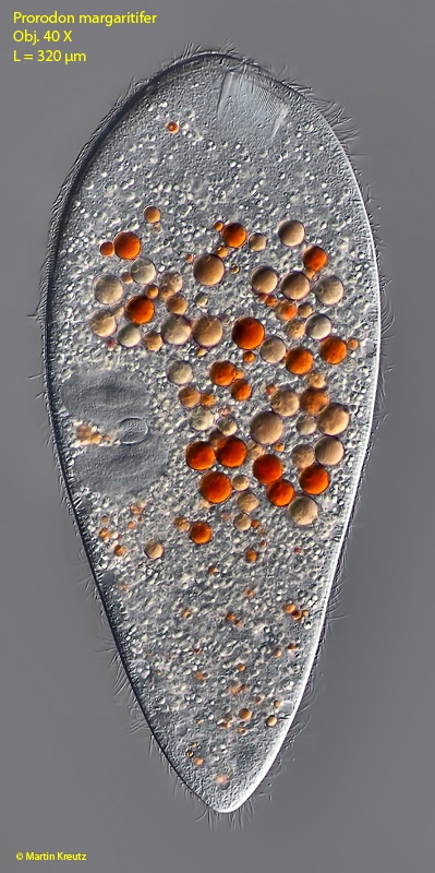 Prorodon margaritifer