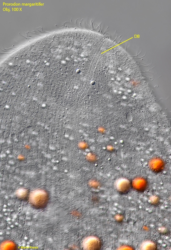 Prorodon margaritifer