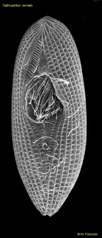 Plagiopyla nasuta und Sathrophilus vernalis – Zwei Ciliaten mit ...