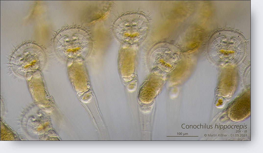 Conochilus hippocrepis