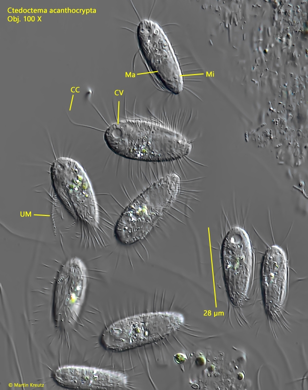 Uronema marinum / nigricans