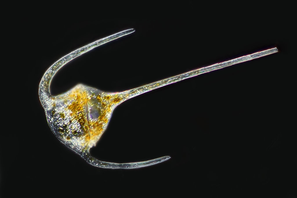 Ceratium tripos (O.F.Müller) Nitzsch 1817