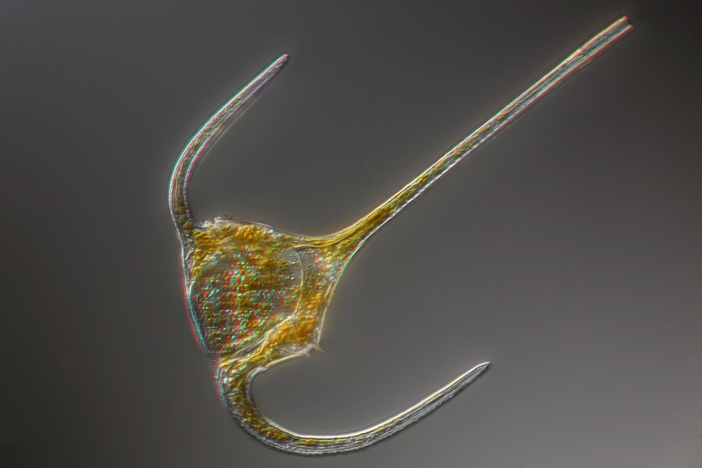 Ceratium tripos (O.F.Müller) Nitzsch 1817