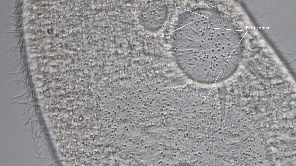 Paramecium caudatum - Zellbestandteile