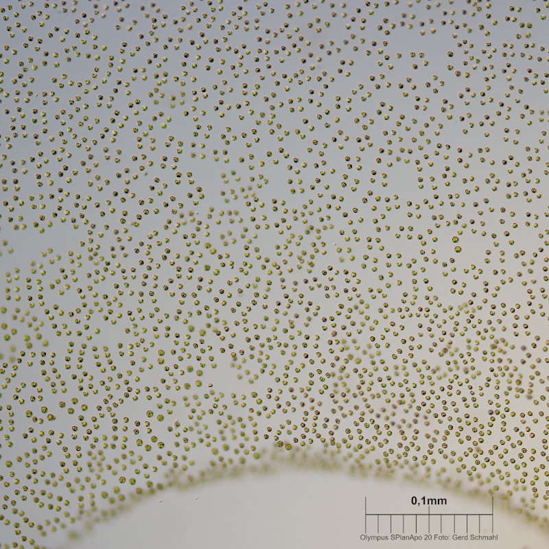 Grünalge Tetraspora