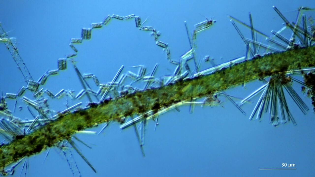 Zeigt her Eure Bilder: Fadenalgen mit / ohne Aufwuchs