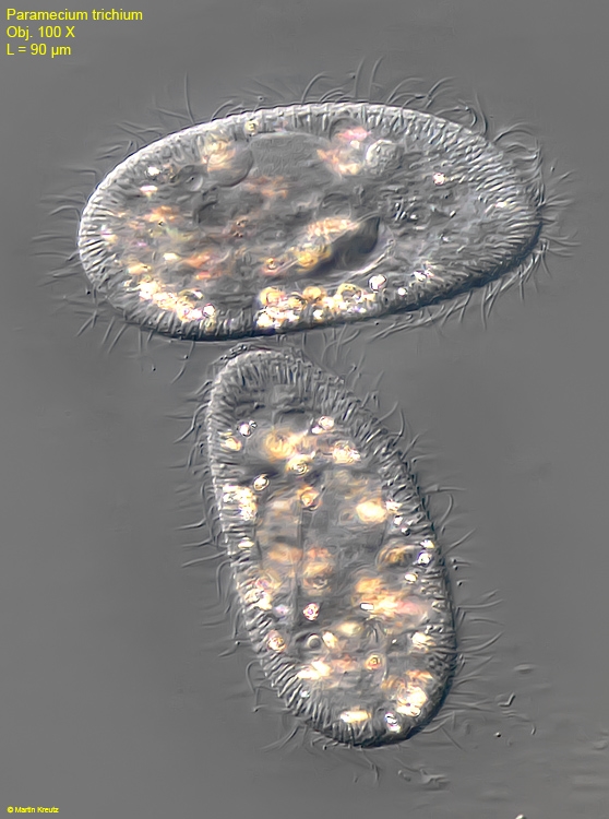 Paramecium trichium - der kleine Bruder
