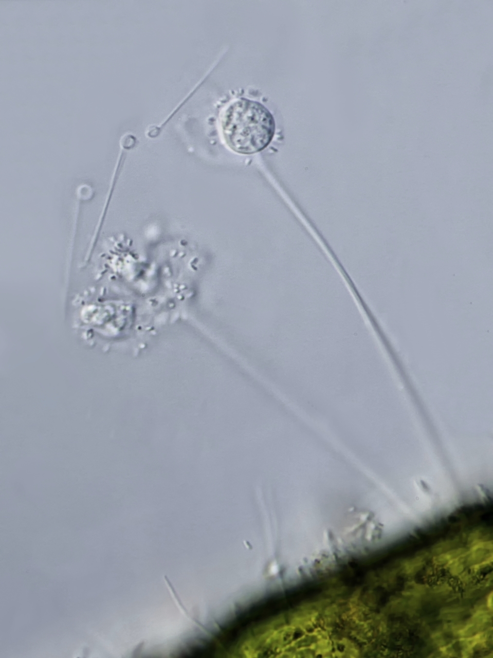 Kurz vor dem Zufrieren