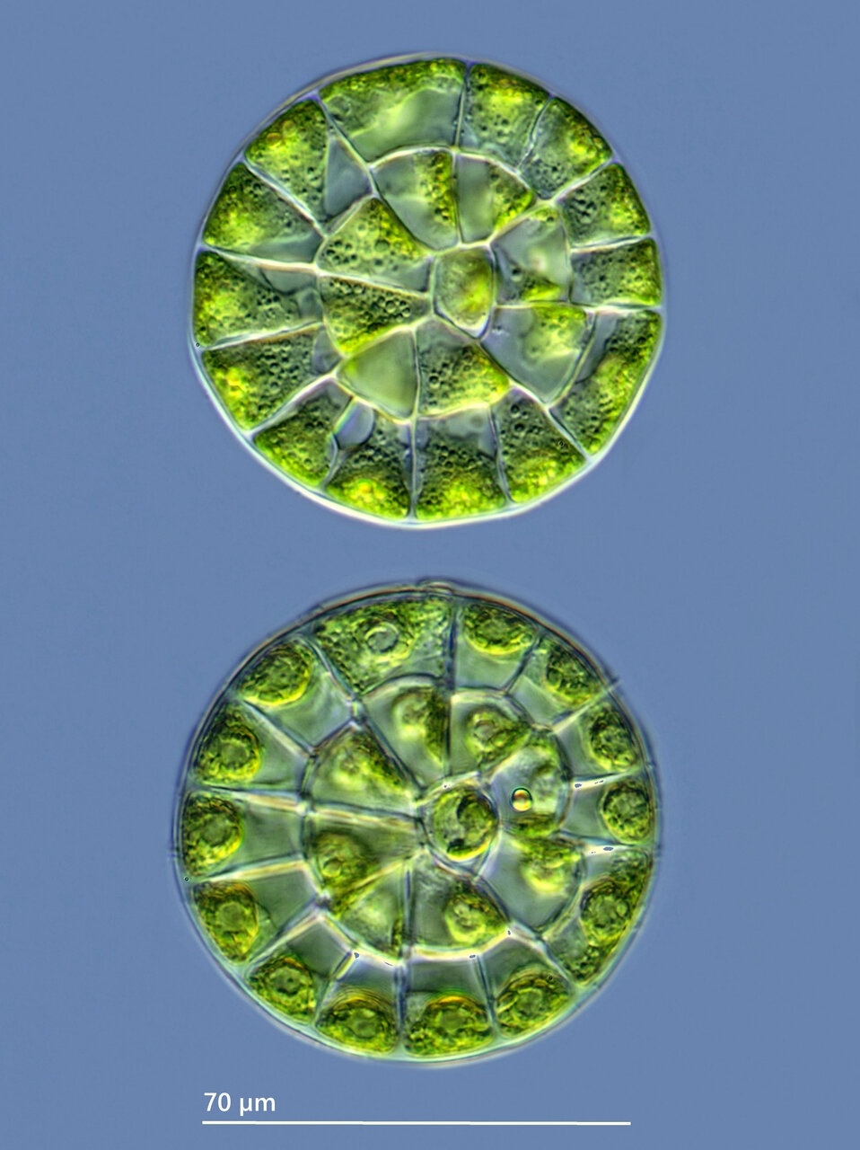 Frühling im Moosaquarium - Coleochate-Algen