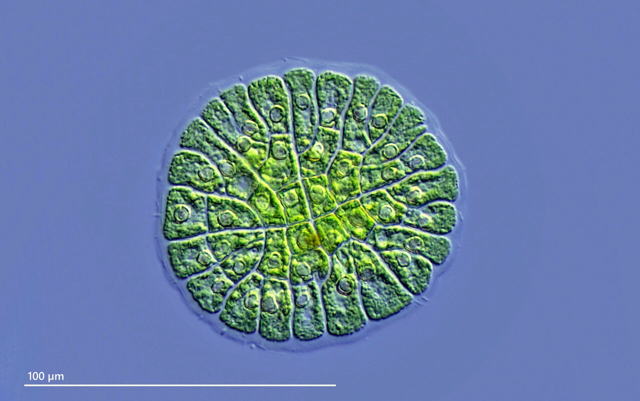 Frühling im Moosaquarium - Coleochate-Algen