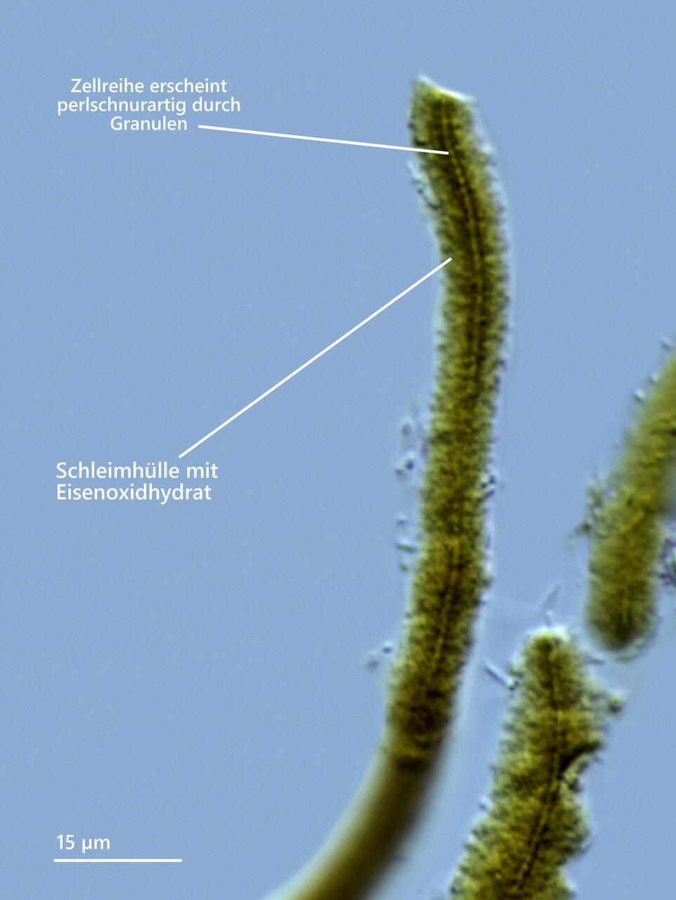 Ockerbakterium Leptothrix ochracea