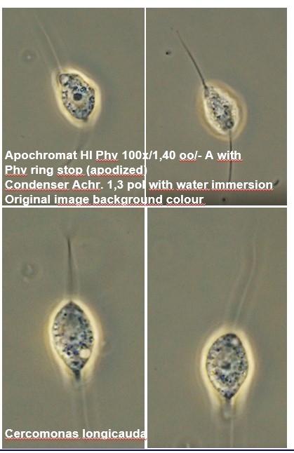 Mikroblitz versus blitzloser "Videofunktion" moderner Kameras bei Protisten